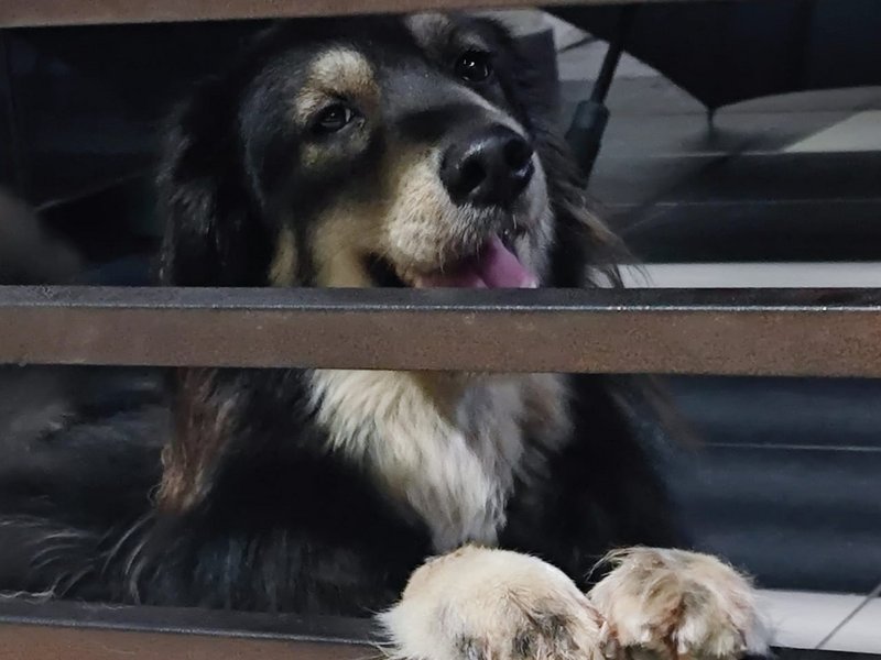 The shape-shifting dog