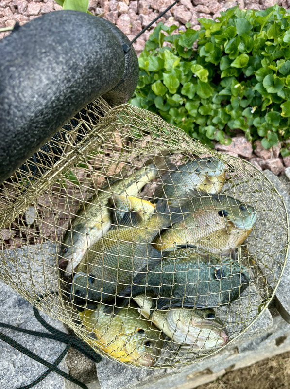 IMG 6754 — Postimages