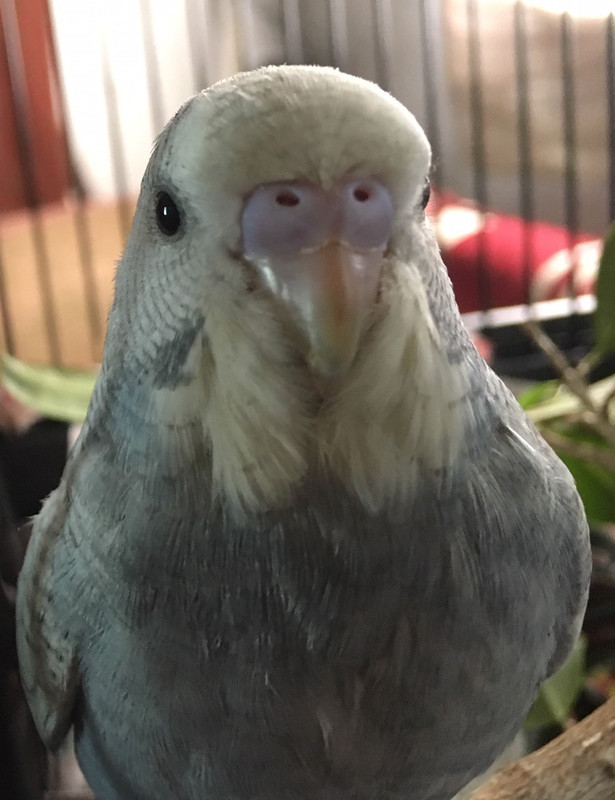 close up of cere — Postimages