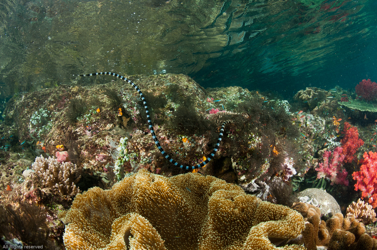 comp 6513 — Postimages