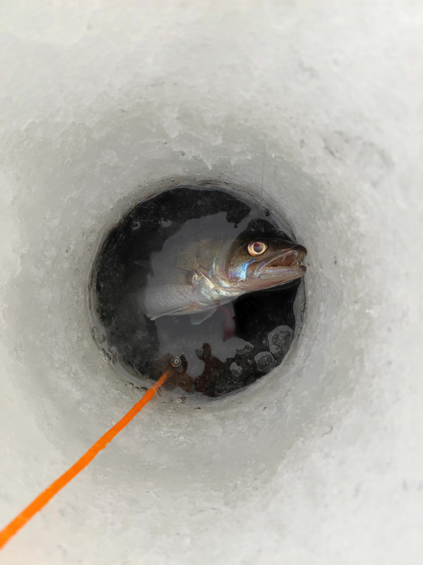 IMG 20230202 152231 — Postimages