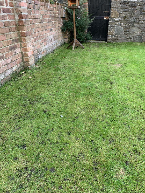 My lawn is looking terrible! | Lawn Care Forum