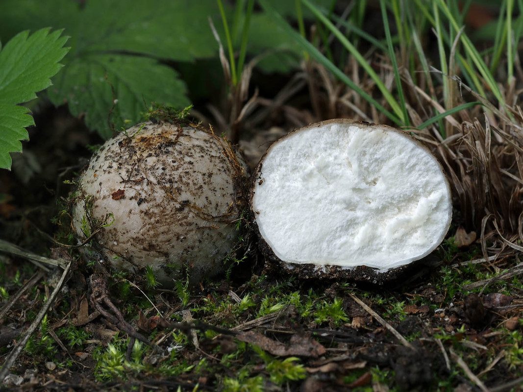 Lycoperdon sp 2 SAE 20190715 — Postimages