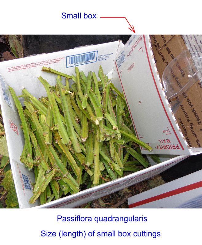 Passiflora quadrangularis Small Box — Postimages