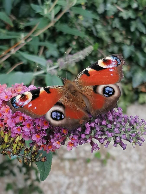 image 96 — Postimages