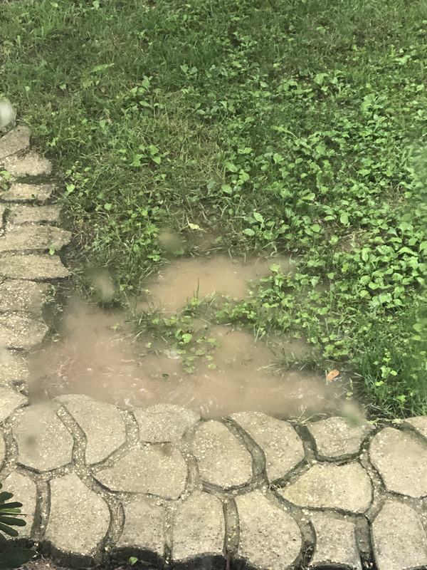 Standing Water | Lawn Care Forum