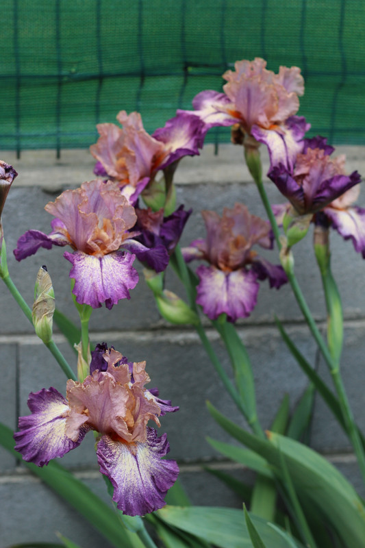 Dr No 4 — Postimages