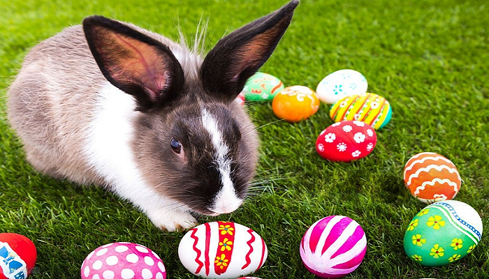 Do Rabbits Lay Eggs or Give Birth? The Truth Revealed - Rabbits Advisor