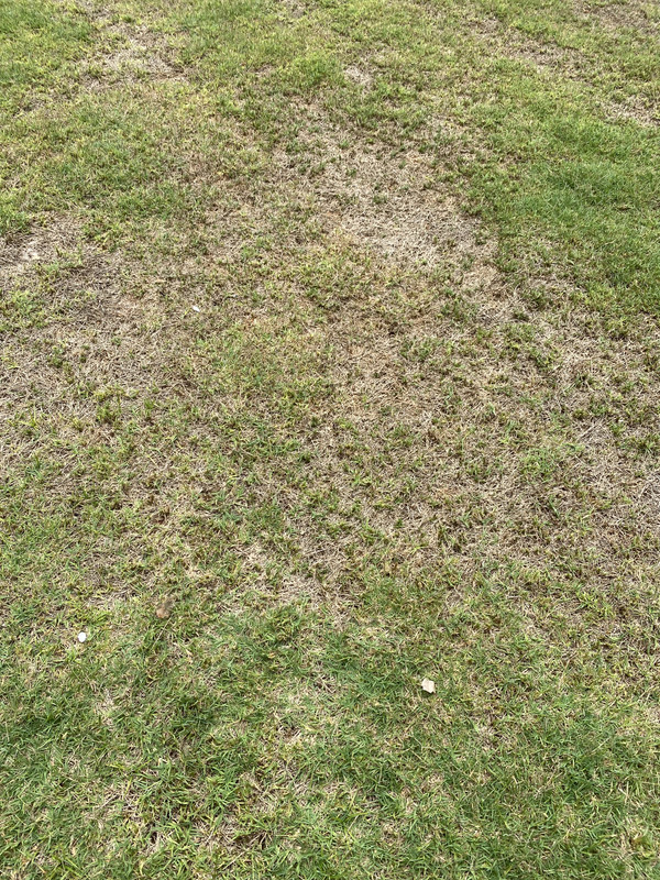 Front yard Bermuda brown patch | Lawn Care Forum