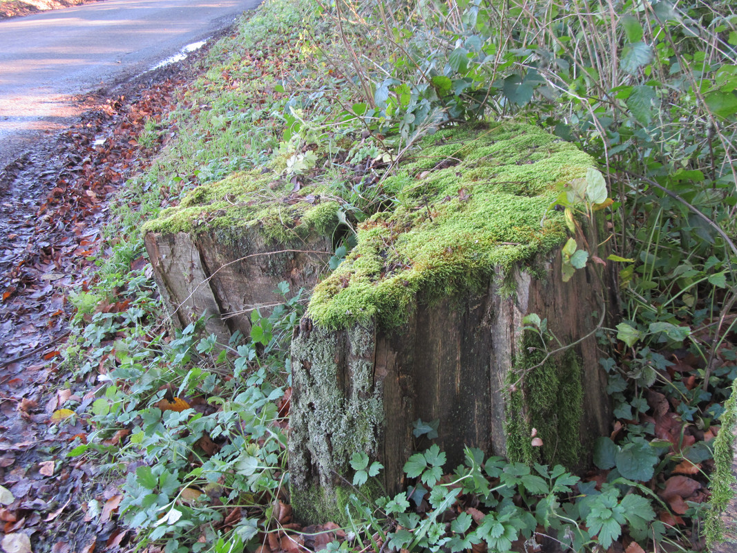 stump — Postimages