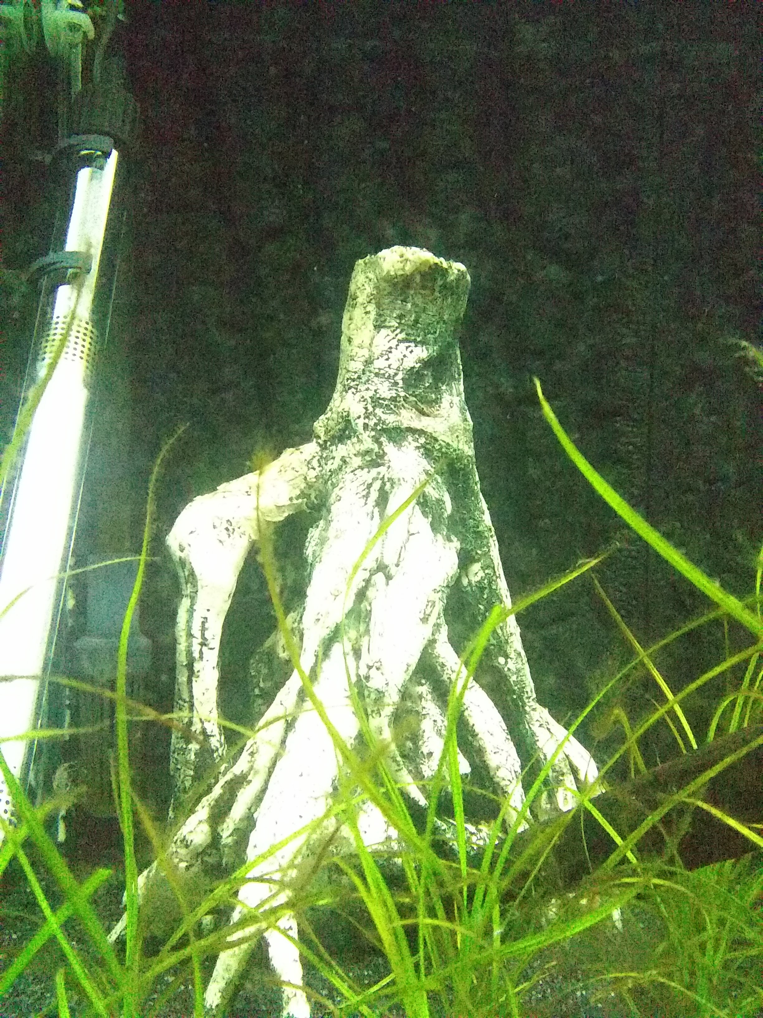 20201218 Fake Roots — Postimages