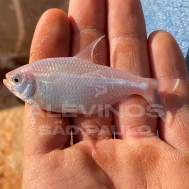 Alevinos São Paulo - Mais de 30 espécies para repovoamento
