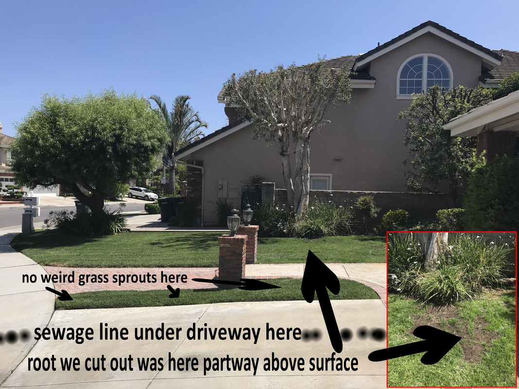 root we cut out was here partway above surface — Postimages