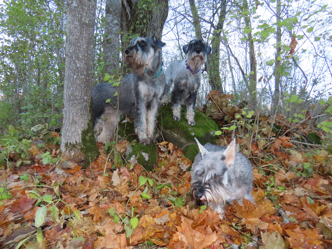 IMG 9899 — Postimages