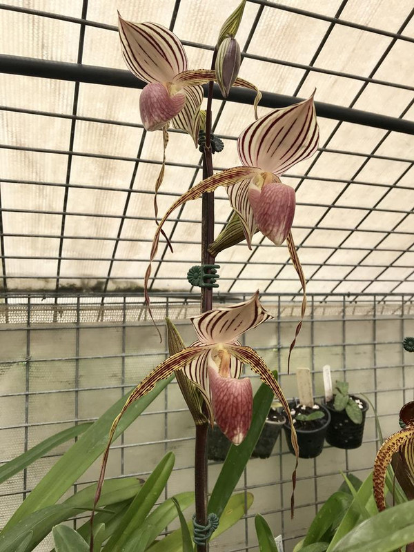 2018 10 20 Paph Lady Isabel EYOF2 — Postimages