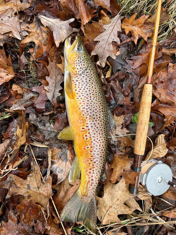 don sc fish — Postimages