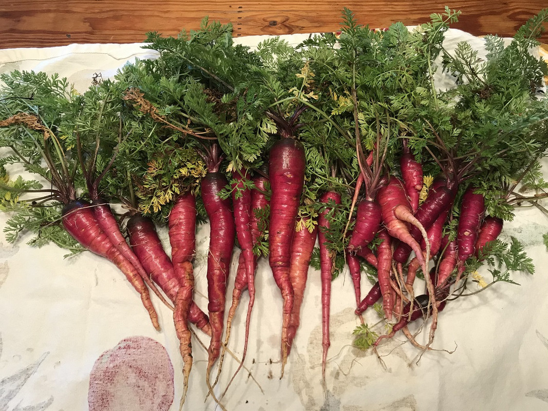 IMG 7004 — Postimages