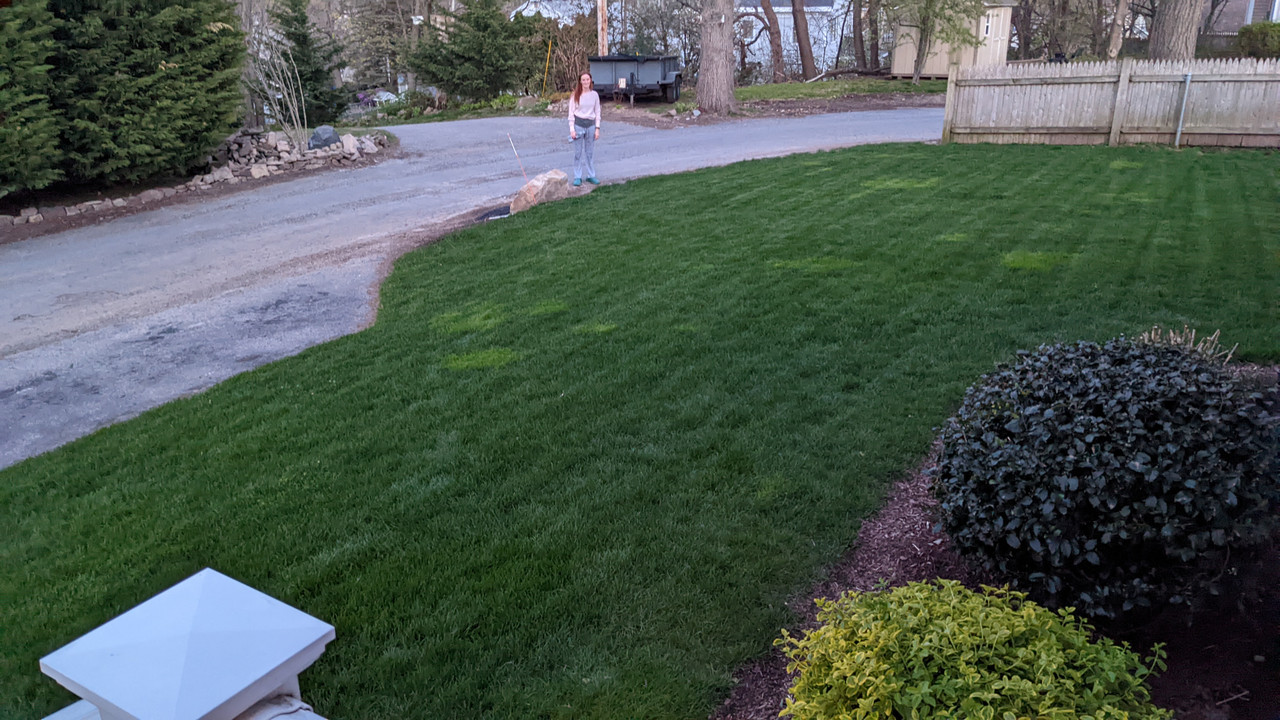 Identifying weeds and grasses massachusetts | Lawn Care Forum