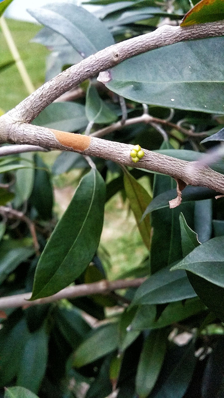 cambuca blooms — Postimages