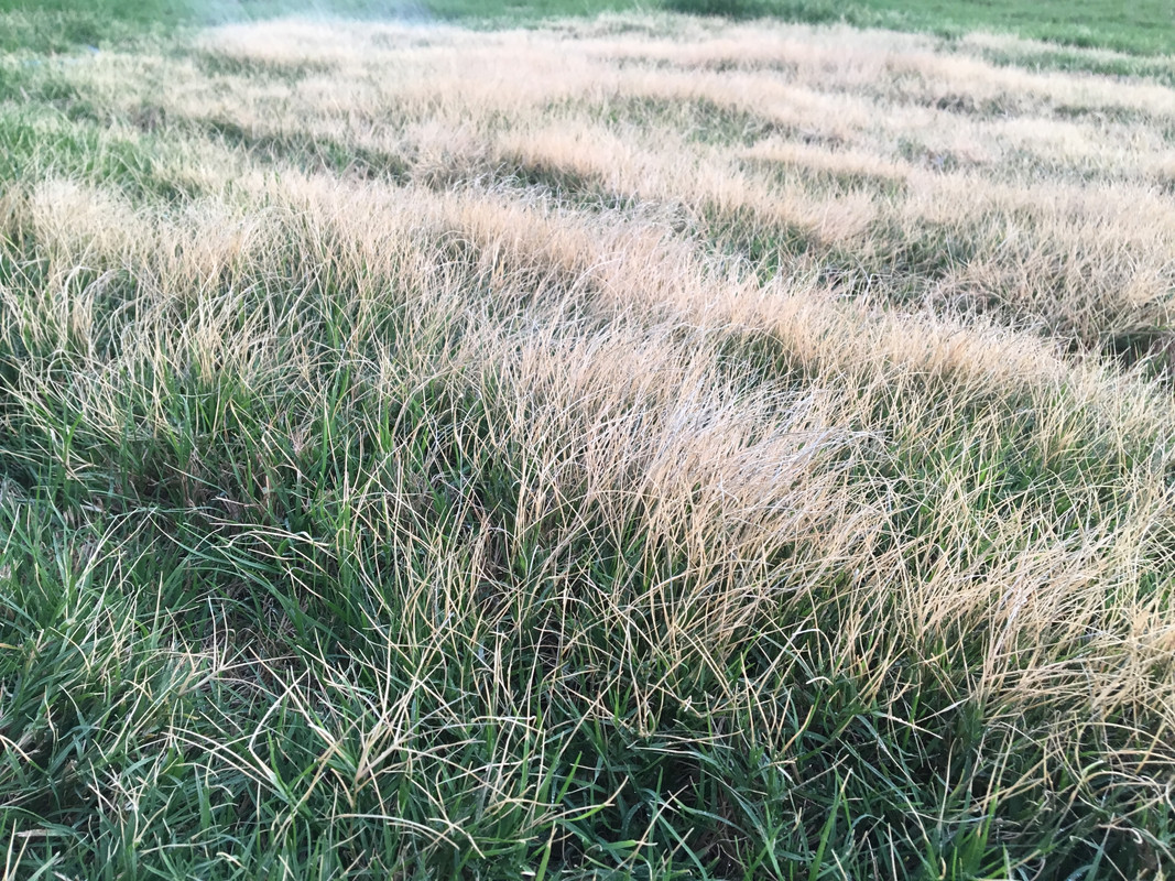 Bermudagras mit "gebleichten" Spitzen | Lawn Care Forum