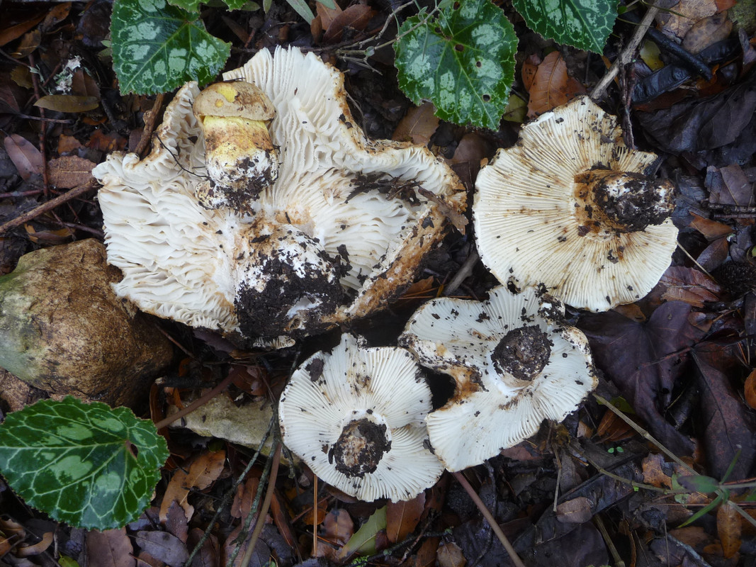 P1220263 — копия — Postimages