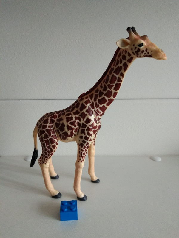 Wild and Farm animals 2020 from Mojo Fun!