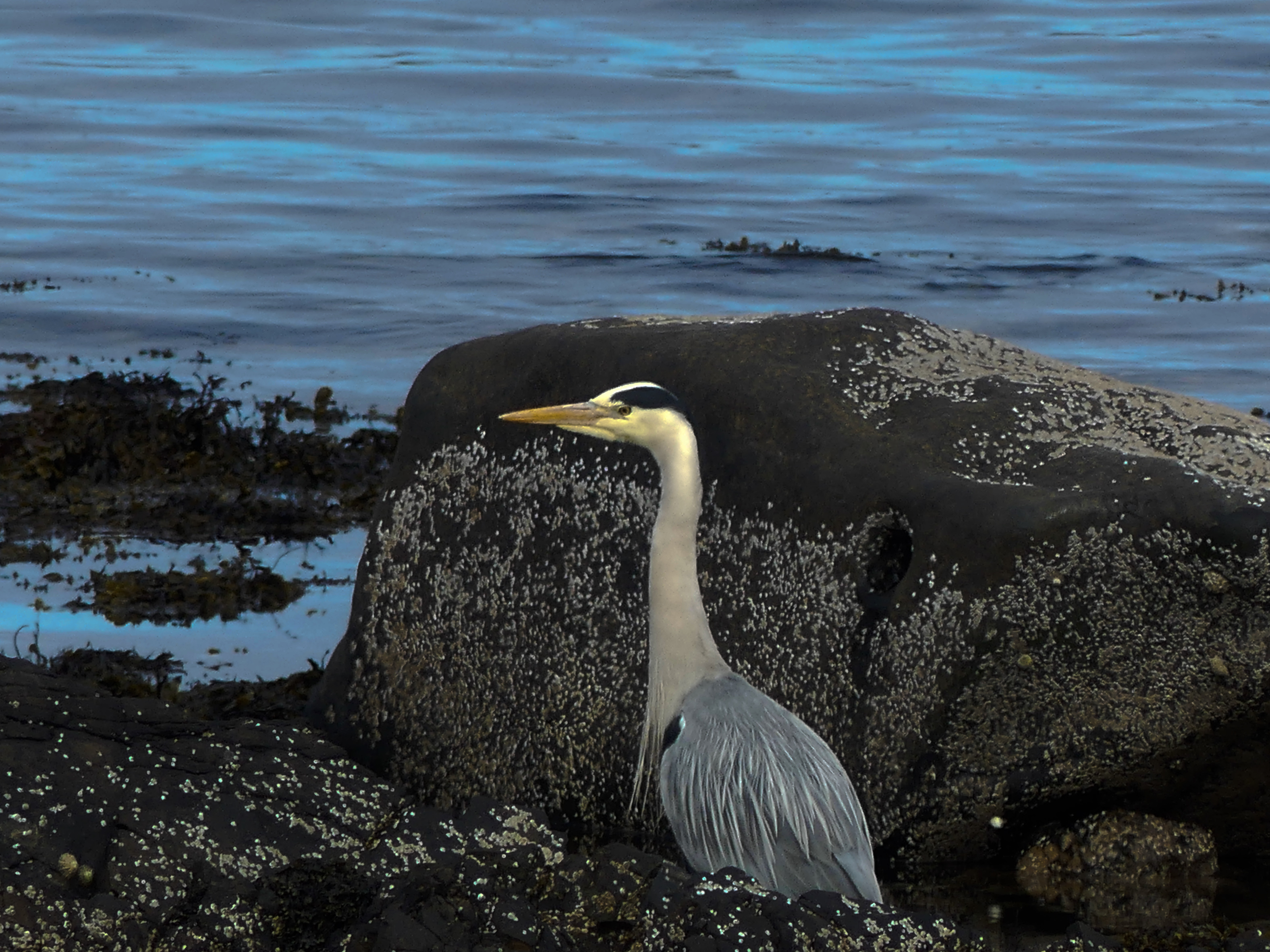 GREY HERON 1 — Postimages