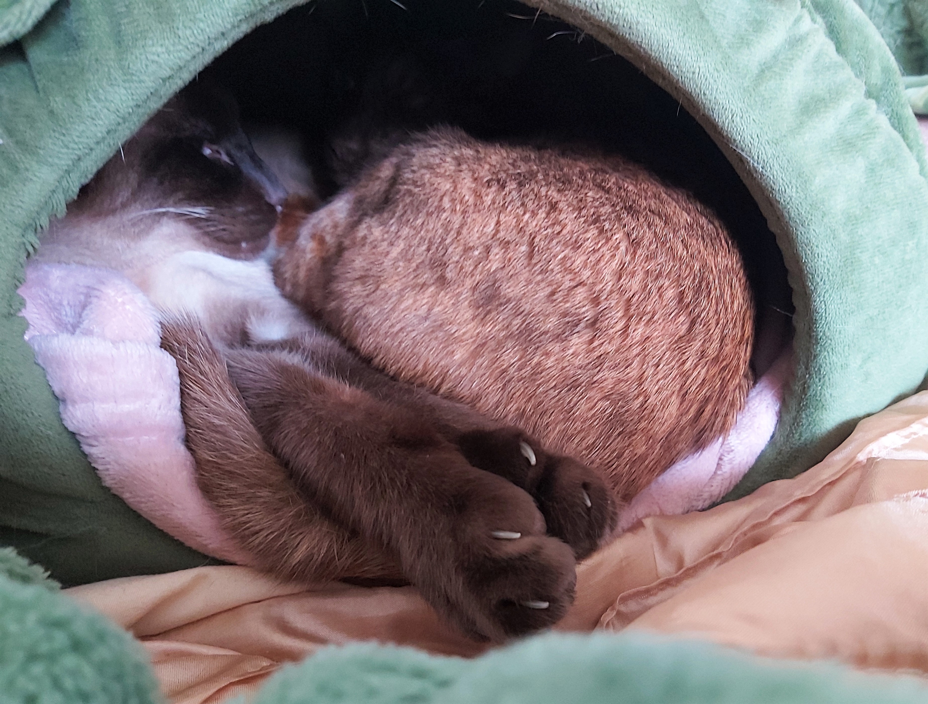 Sharing a pod — Postimages