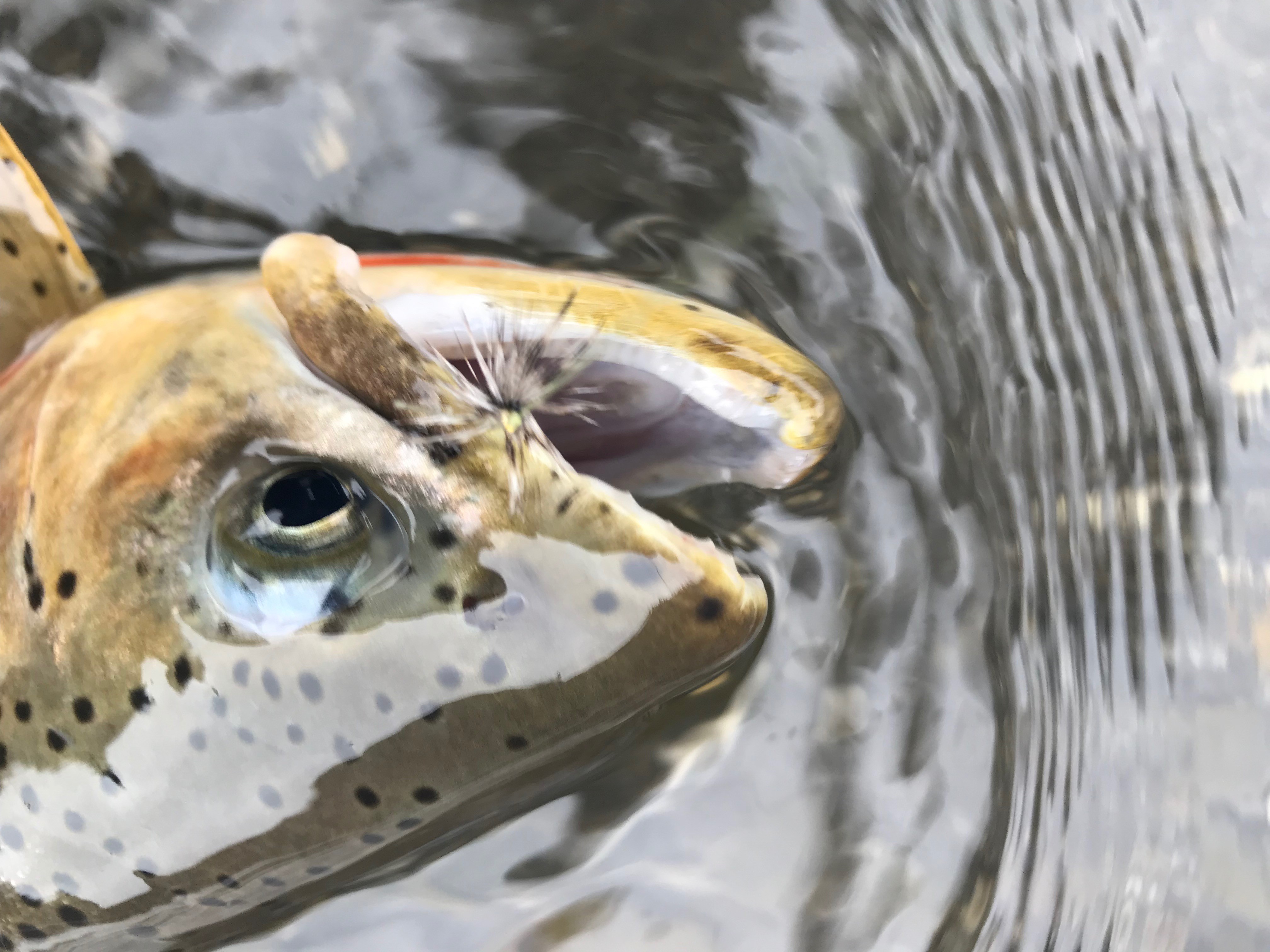 IMG 0715 — Postimages