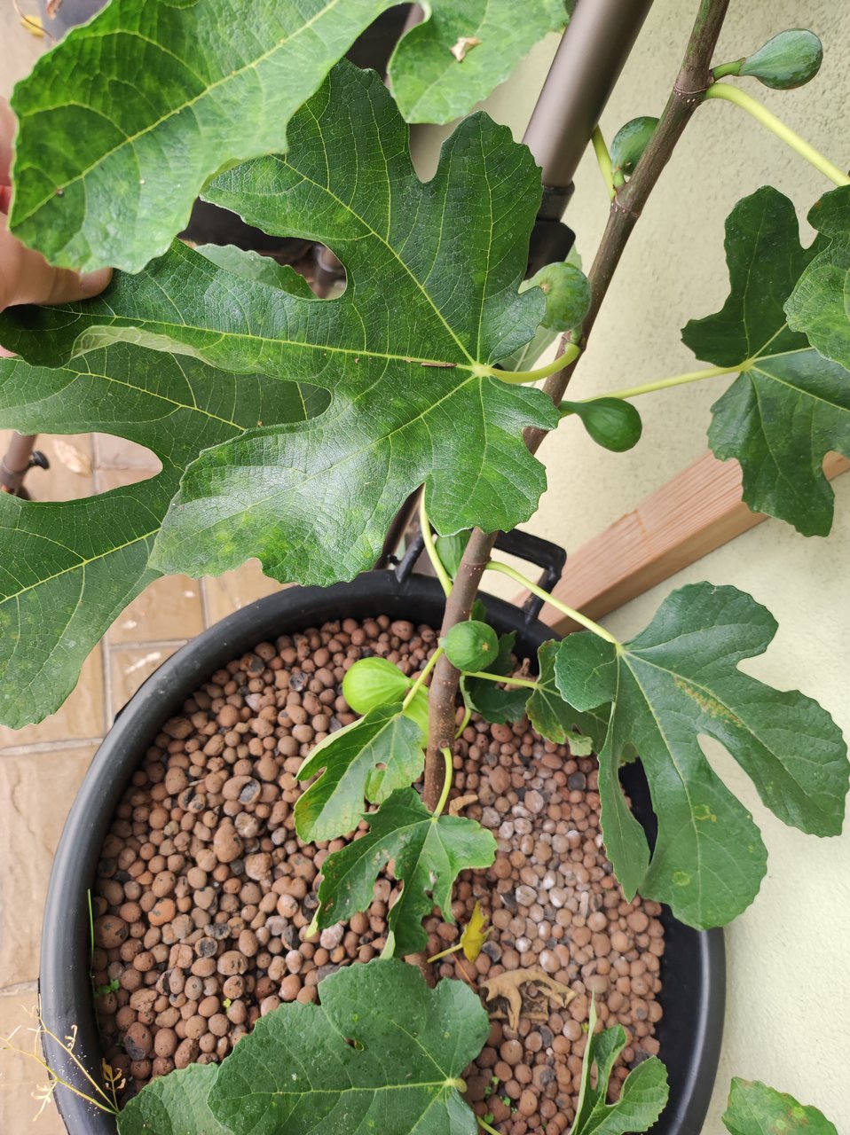 becane — Postimages