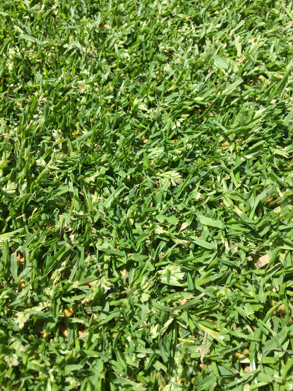 I Really did it this time | Lawn Care Forum