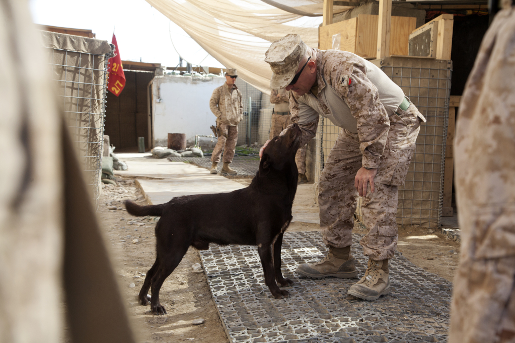 Photos - Pictures of Dogs in the Military & Police (K9) | Page 12 | A ...