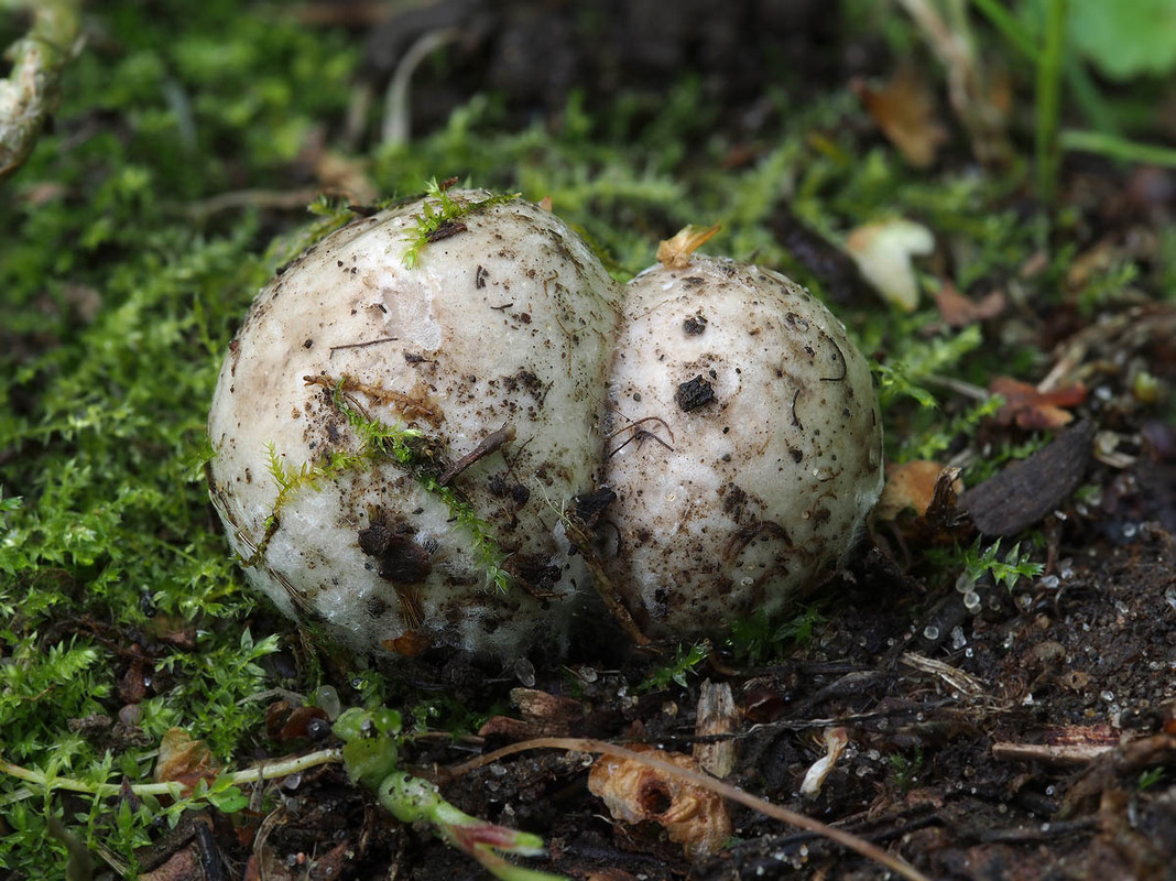 Lycoperdon sp 1 SAE 20190720 — Postimages