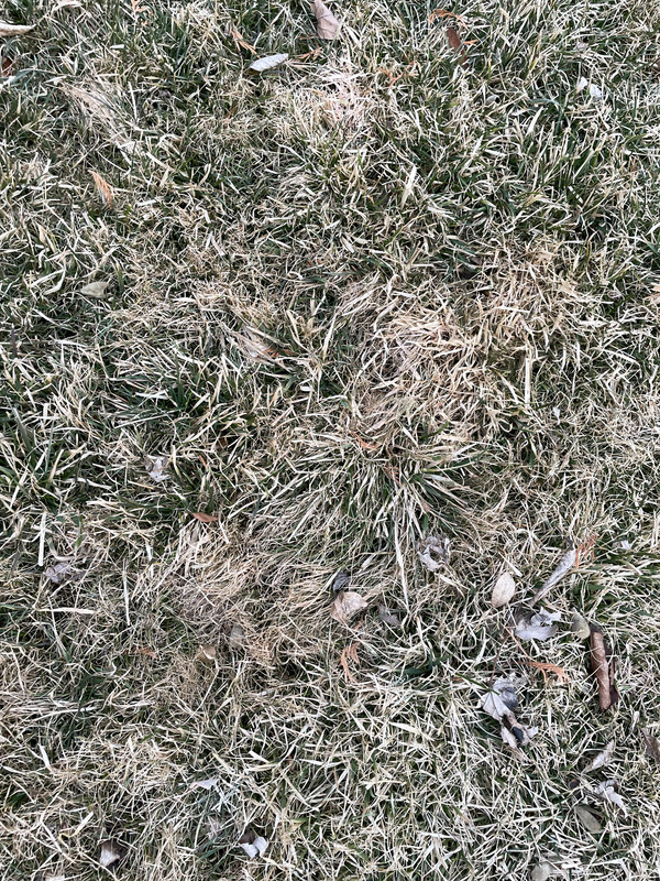 Is this winter die back? | Lawn Care Forum