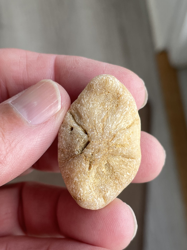 Otolith-like thing - Fossil ID - The Fossil Forum