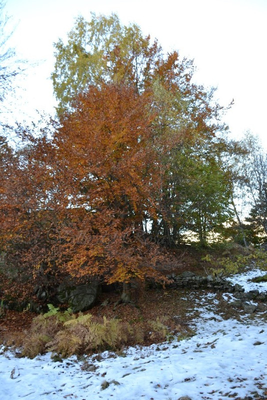 DSC 0242 — Postimages