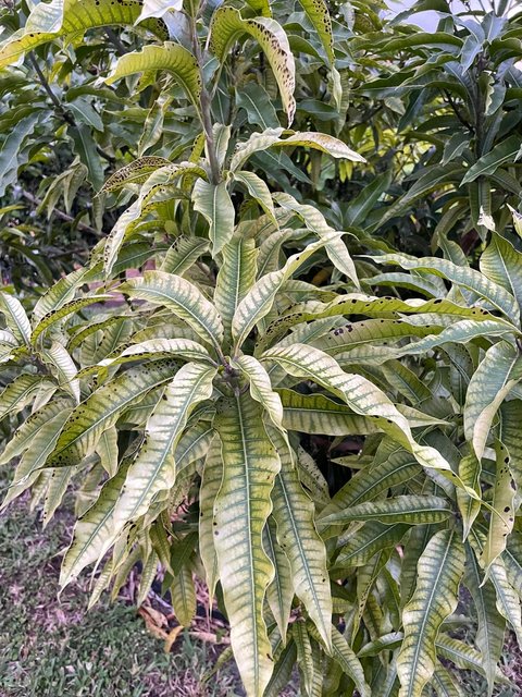 Mango Leaves 3 — Postimages
