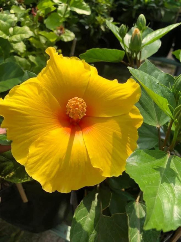 B6 Bụp Đơn Vàng — Postimages