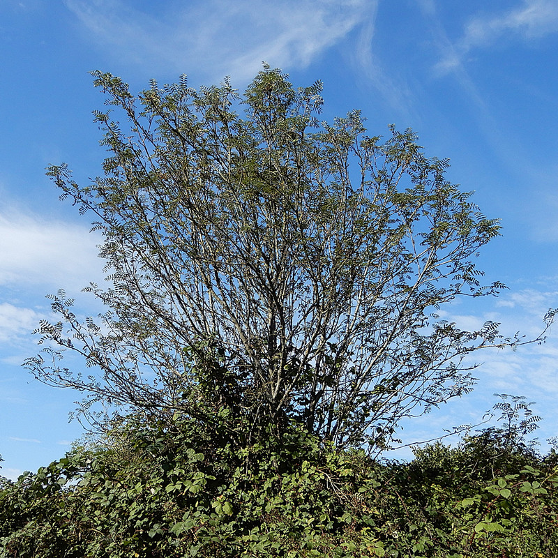 Rowan Tree 2024 09 13 028 — Postimages