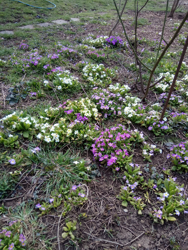 IMG 20210330 140456 — Postimages