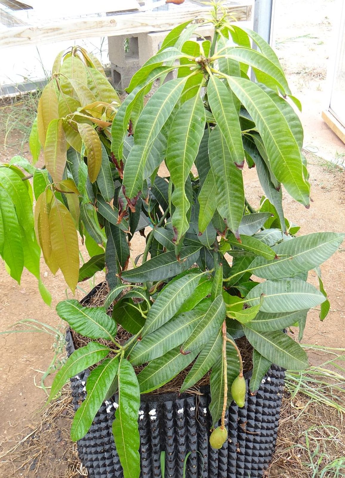 Pickering Fruit — Postimages