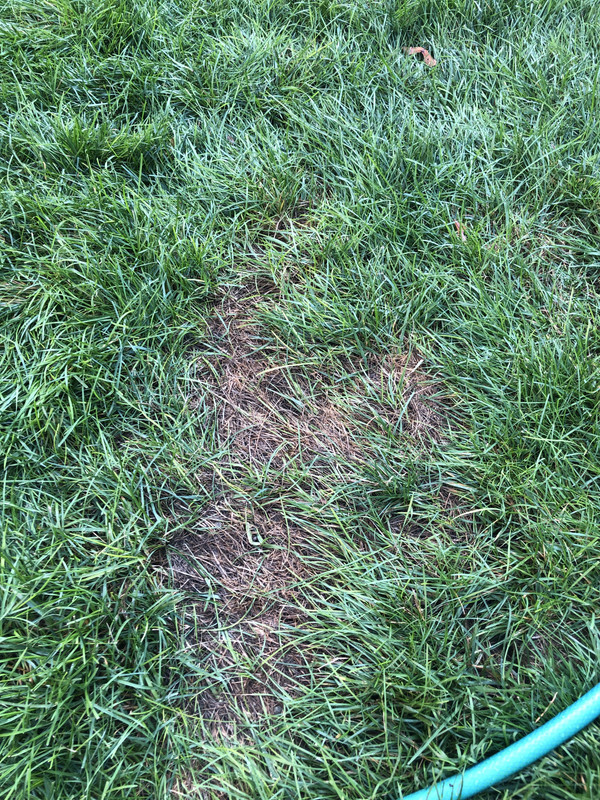 lawn2 — Postimages