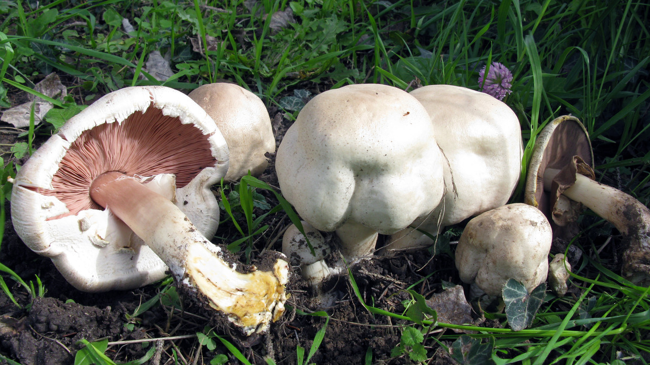 Agaricus xanthodermus AWP 20220917 — Postimages