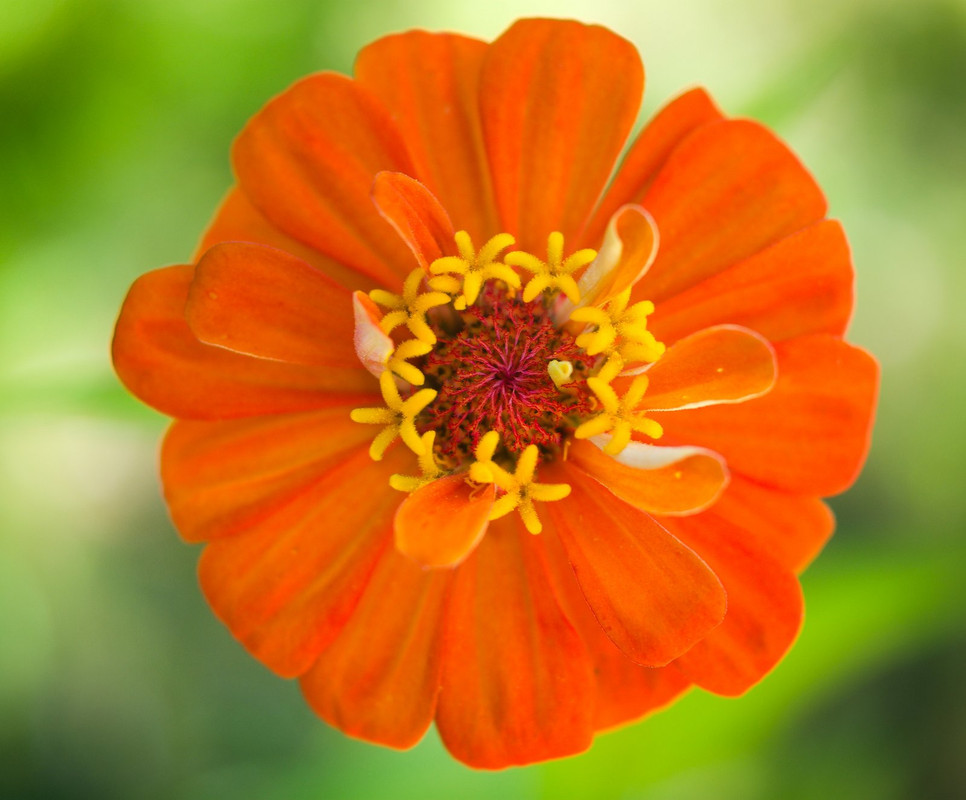 Orange Closeup 1 — Postimages