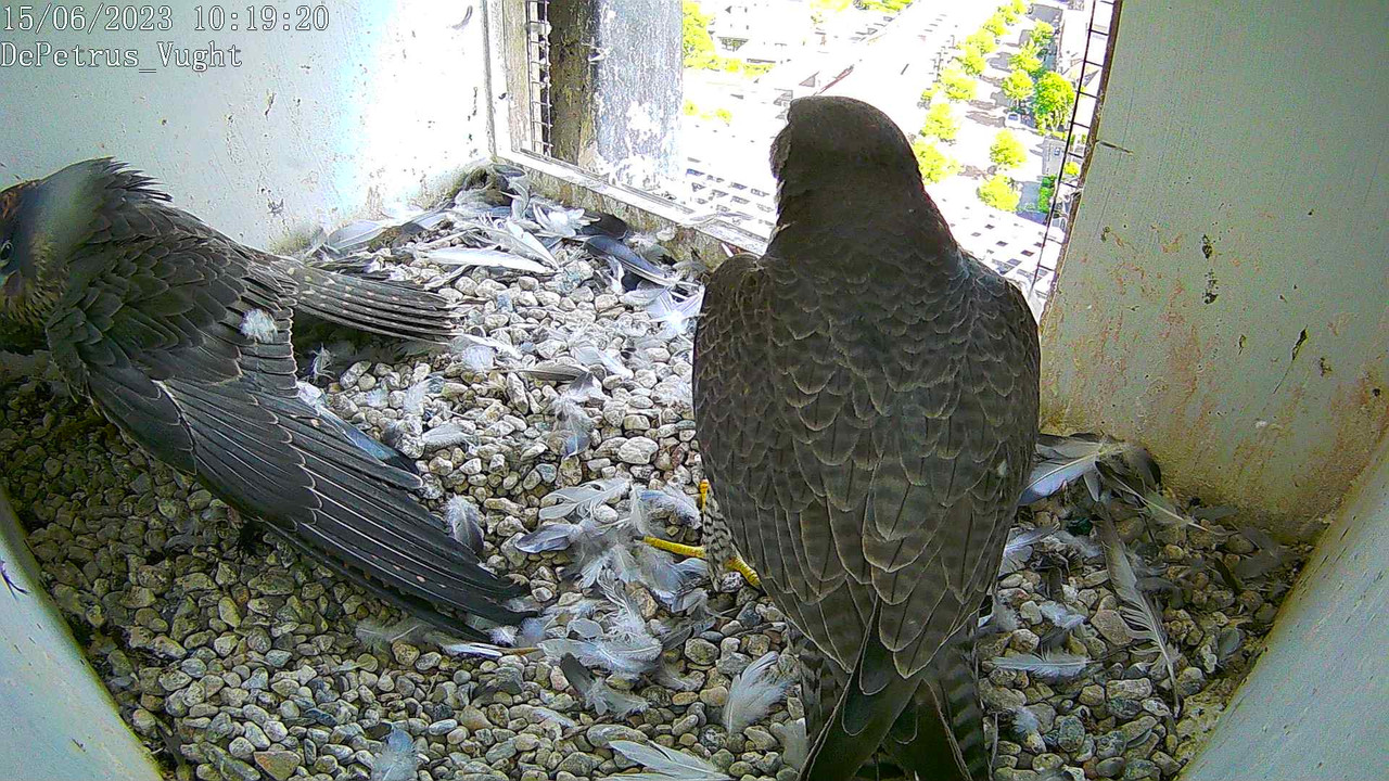 IMG 5586 — Postimages