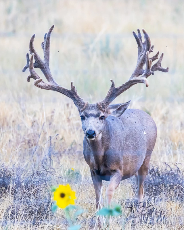 Big Colorado muley dead from apparent fight - 24hourcampfire