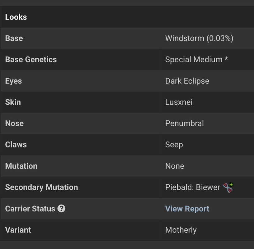 🤎Meet Kairo - Pie: Biewer, T* Windstorm, G3 |:| Wolvden