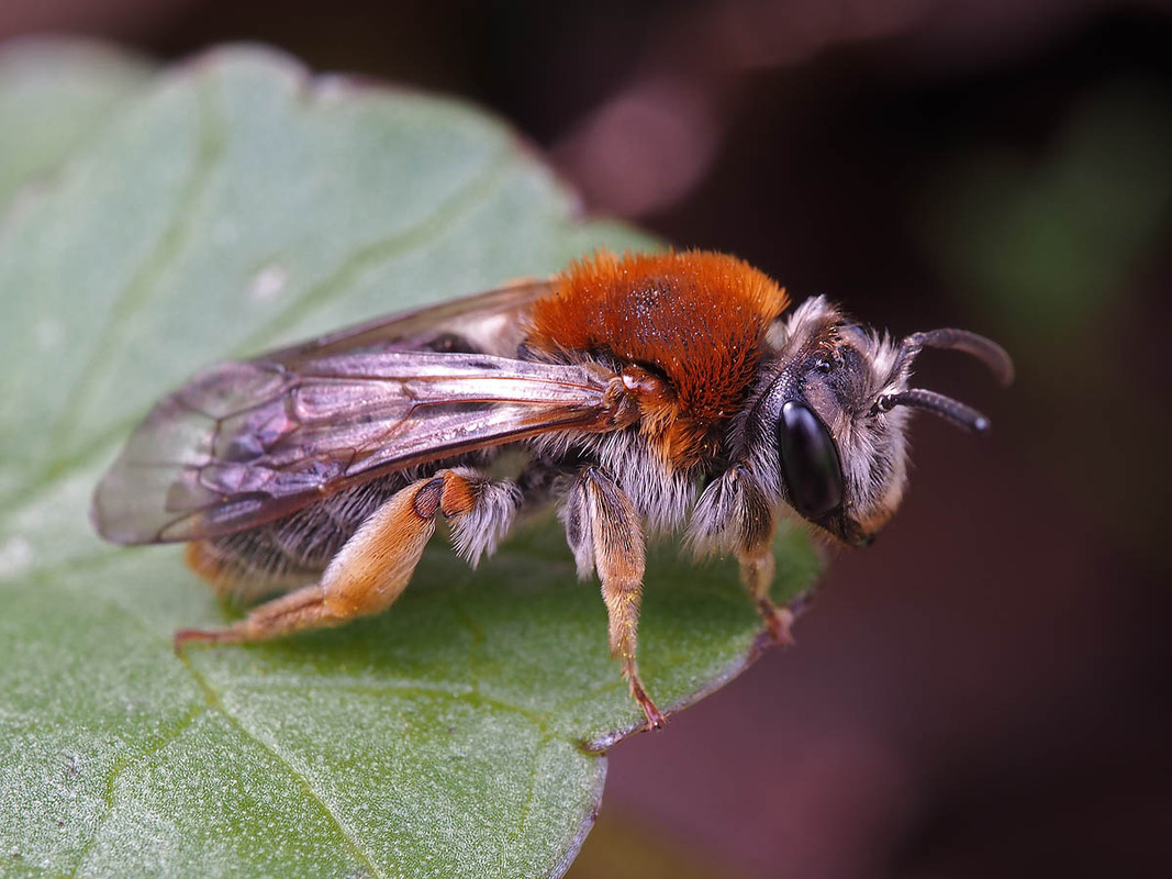 Apis sp 1 SAE 20200504 — Postimages