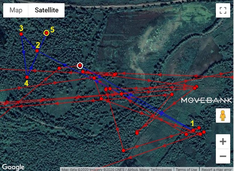 Black Stork Tracks - Page 470 - Looduskalender