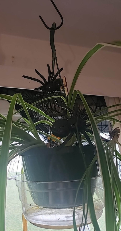 HELPPPP I MESSED UP AND MY SPIDER PLANT IS PAYING FOR IT : r/plantclinic